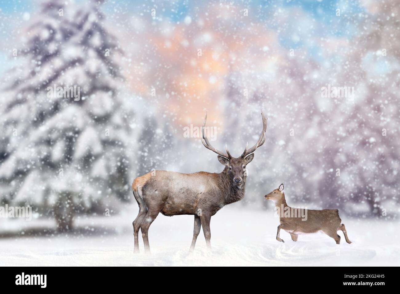 Adult red deer with big beautiful antlers on a snowy field with other ...