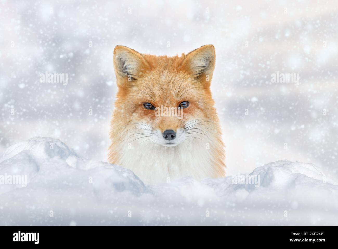 Red fox on the winter forest meads. Animal in the nature habitat. Vulpes vulpes, wildlife scene ...