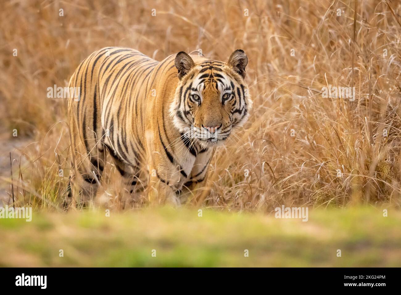 Male bengal tiger marking territory hi-res stock photography and images ...
