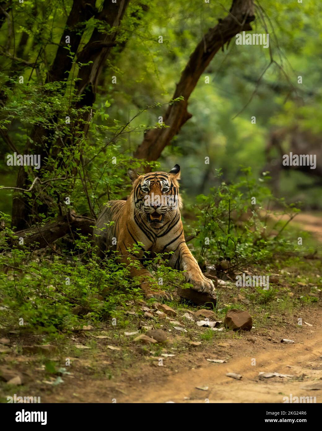 Tiger charging hunter hi-res stock photography and images - Alamy