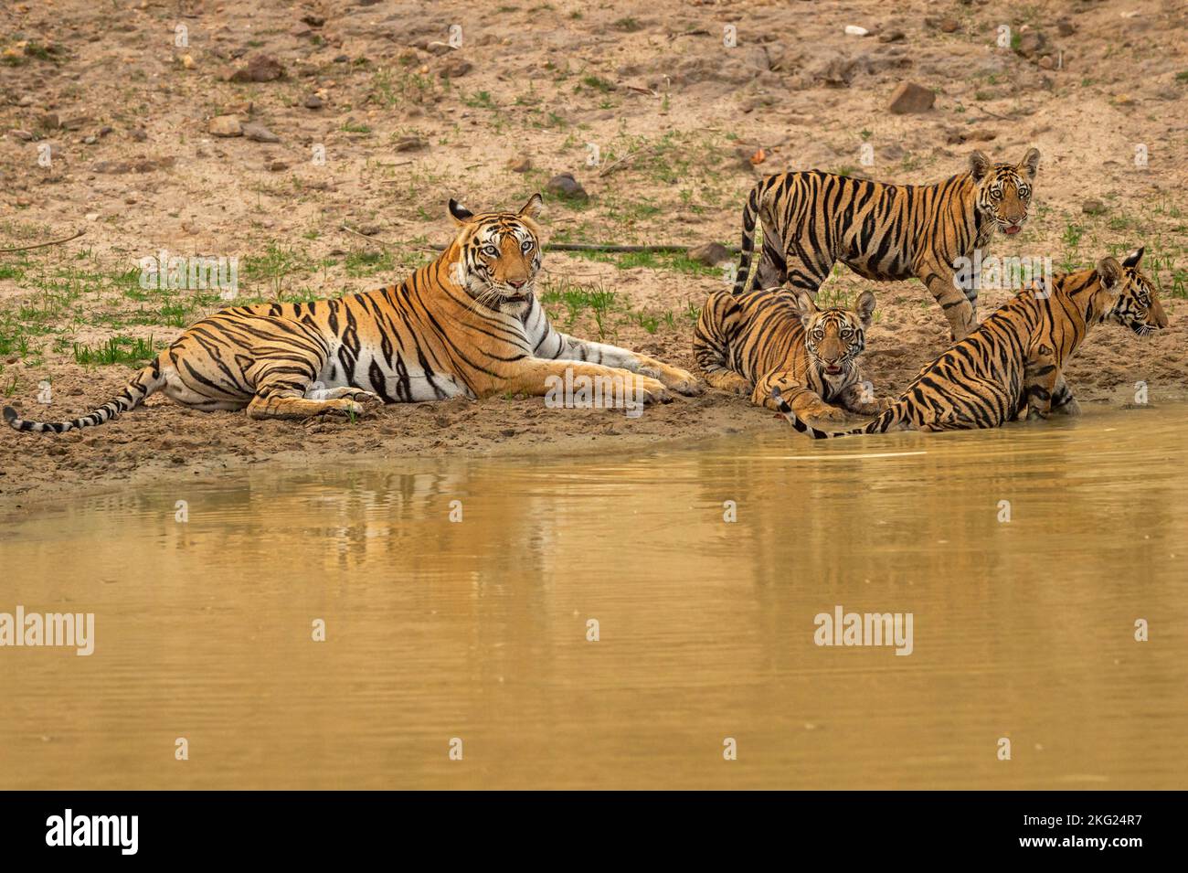 wild female tiger or mother tigress or panthera tigris nursing or ...