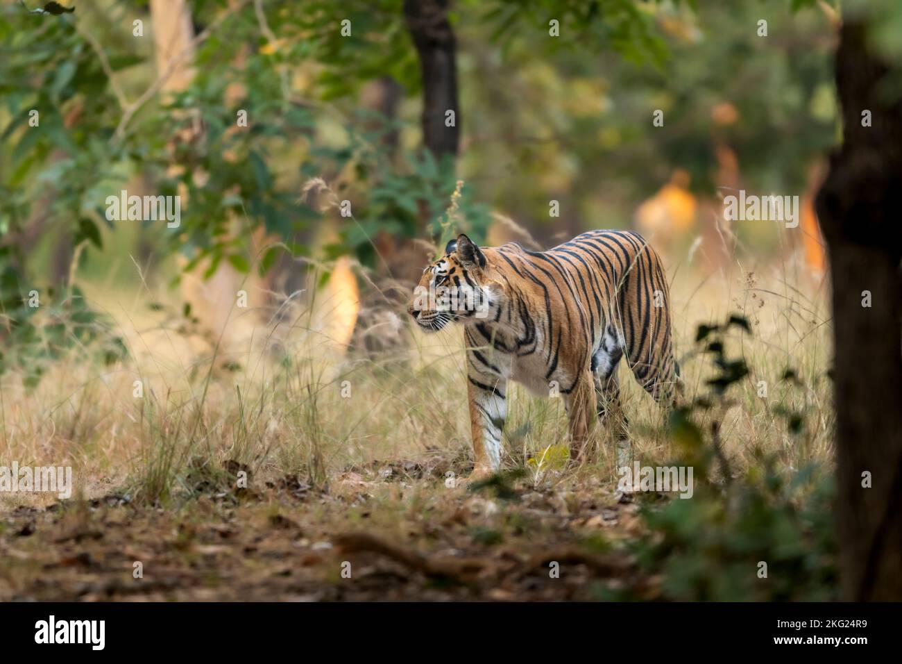 wild bengal female tiger or panthera tigris tigris on prowl in morning ...
