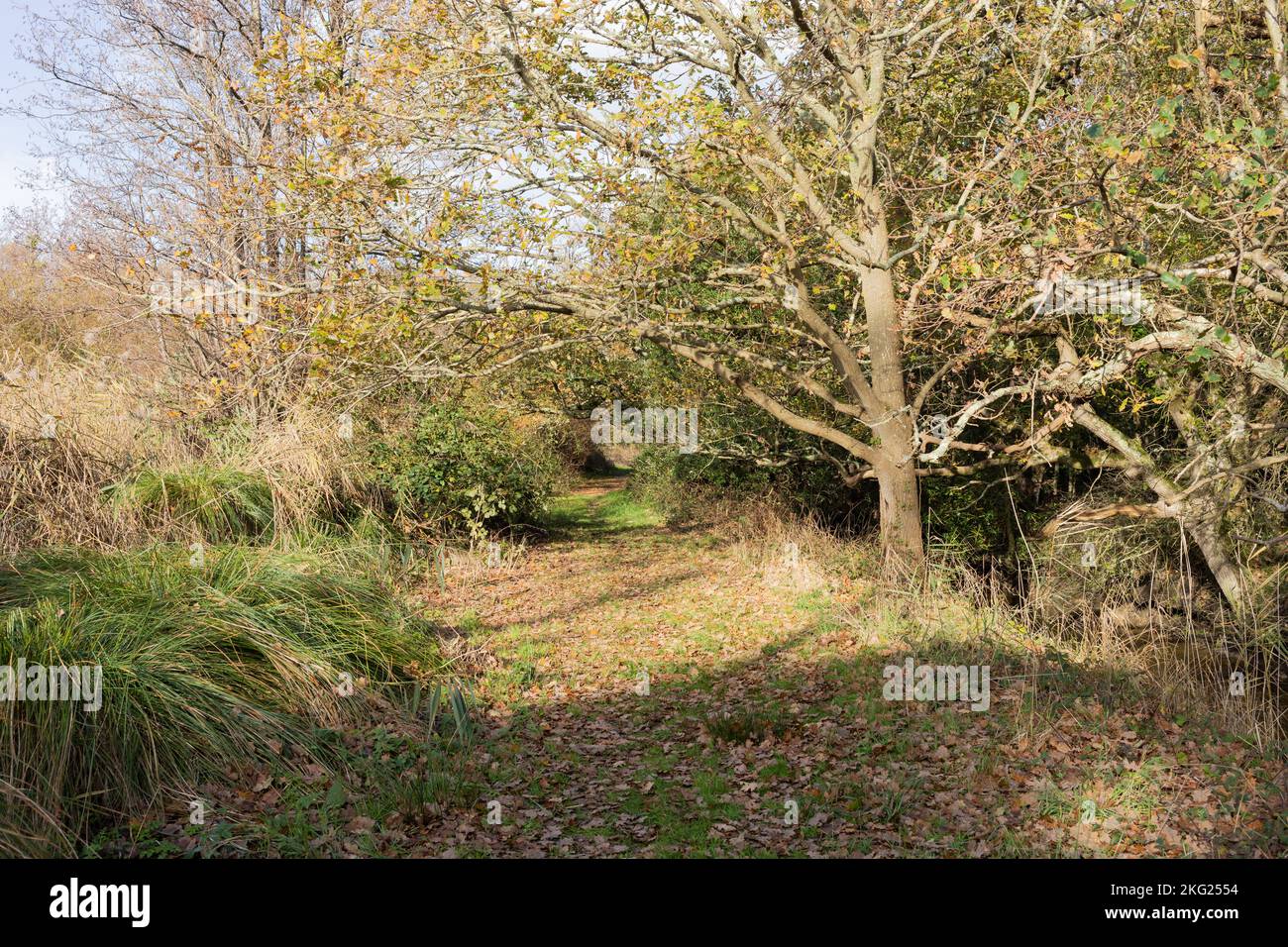 English fall woodland hi-res stock photography and images - Alamy