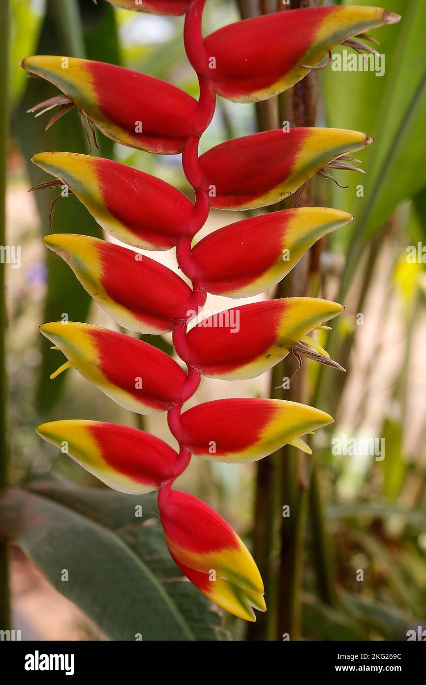 Claw flower hi-res stock photography and images - Alamy