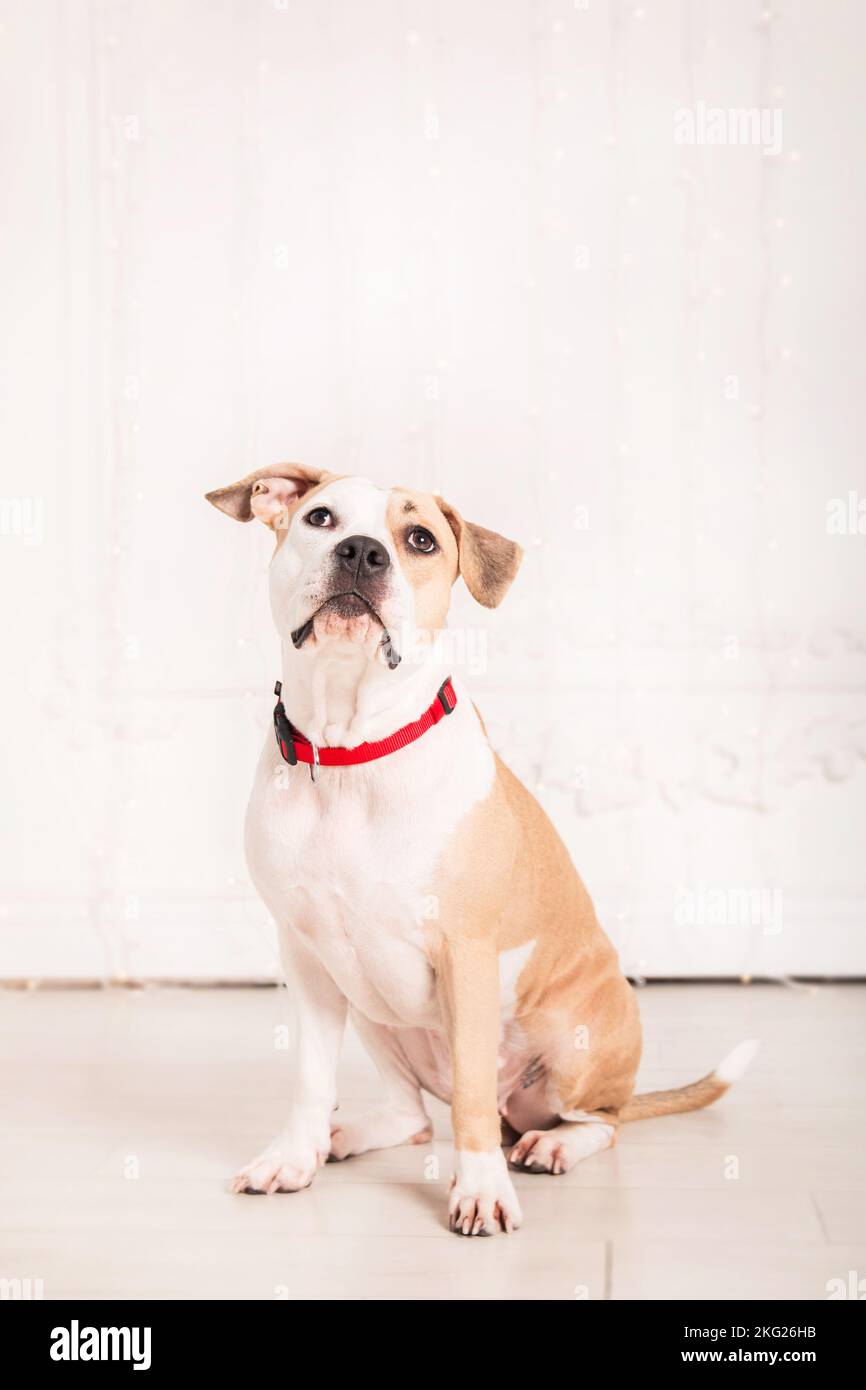 Cute American Staffordshire terrier dog inside Stock Photo - Alamy