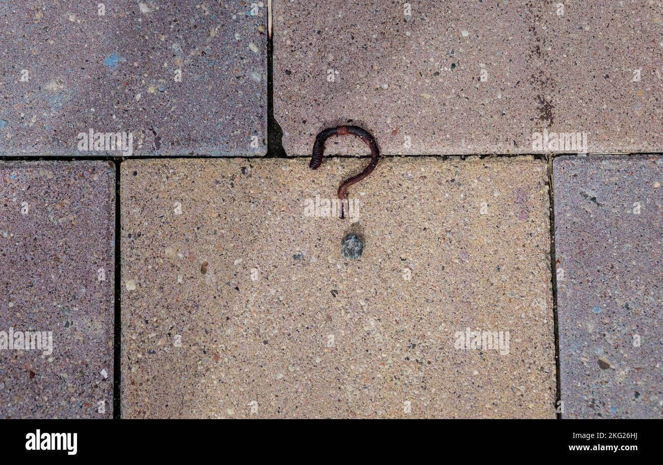 Question mark. worm on the asphalt in the form of a question mark Stock ...