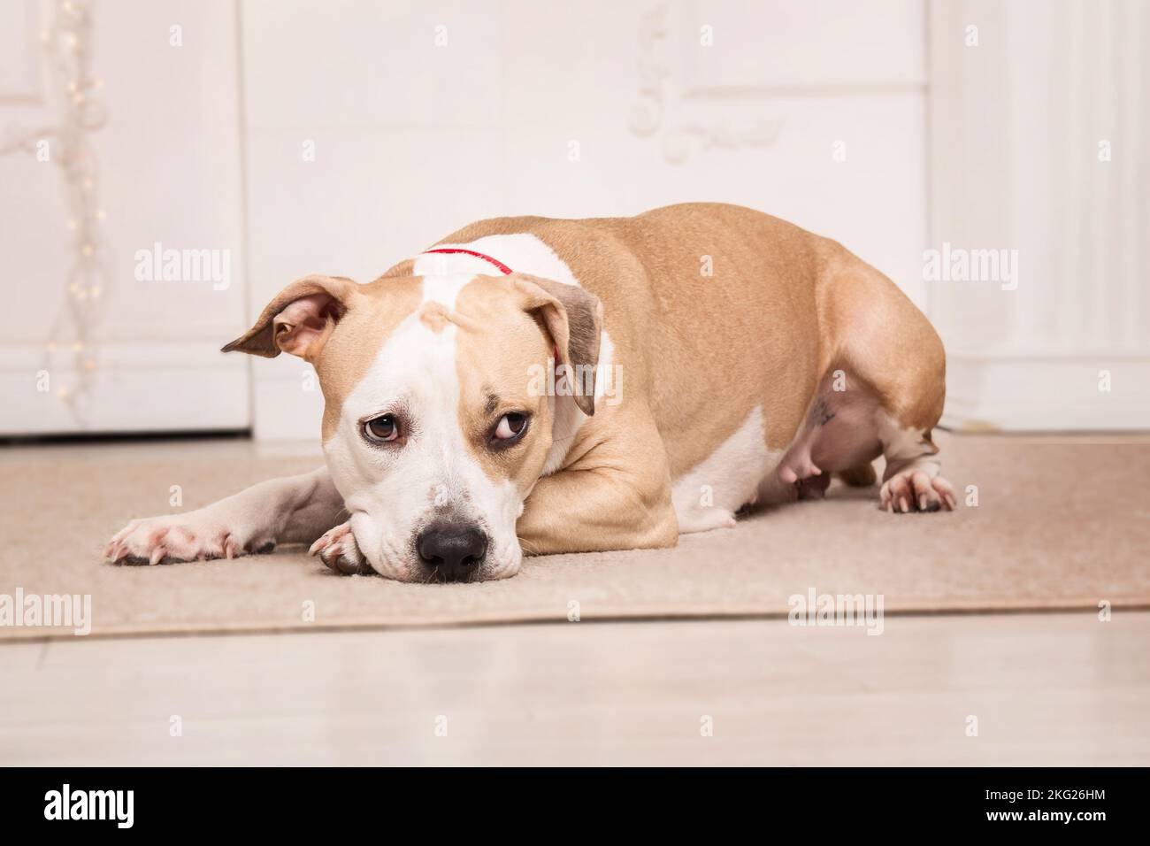 Cute American Staffordshire terrier dog inside Stock Photo - Alamy