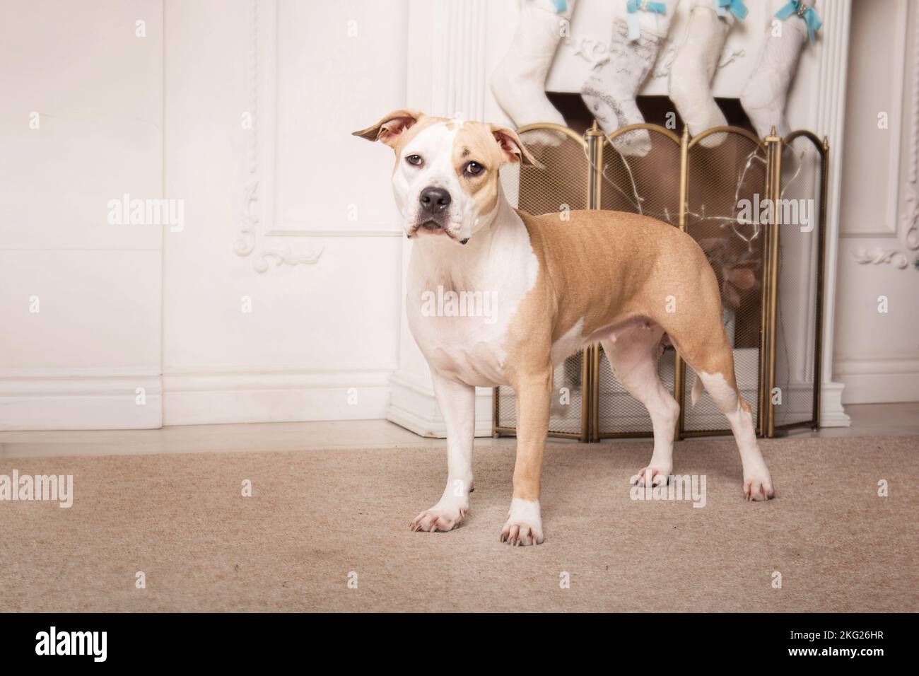 Cute American Staffordshire terrier dog inside Stock Photo - Alamy