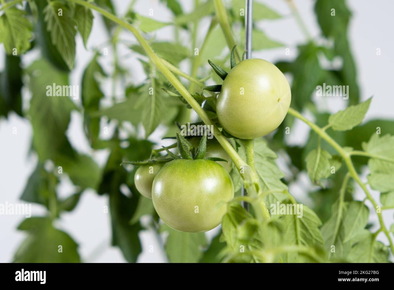 Growing tomatoes from seeds, step by step. Step 12 - lots of green ...