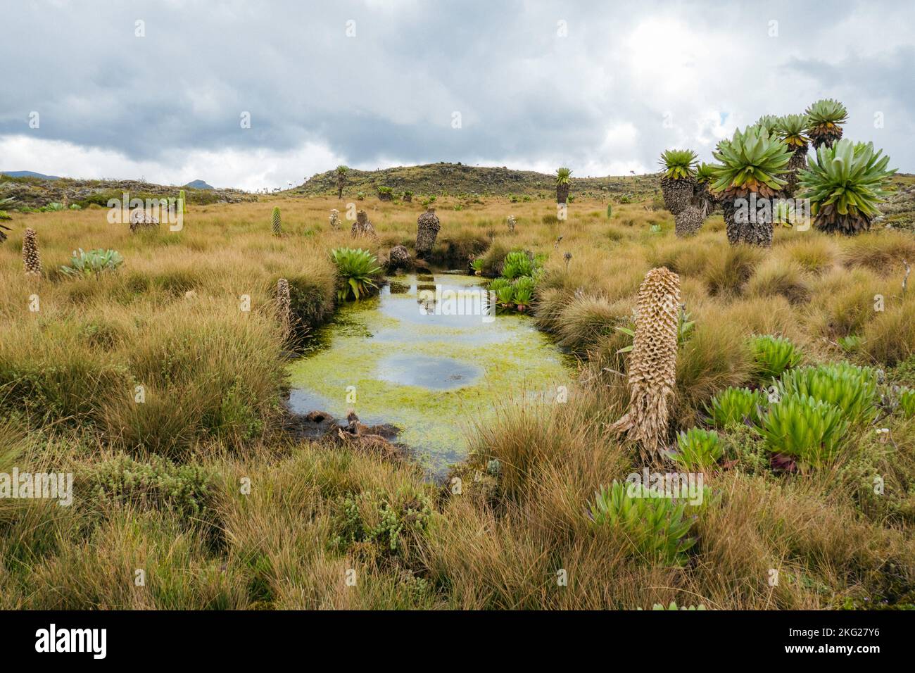 Scenic view of a pond in the 7 ponds trail of Aberdare National Park ...