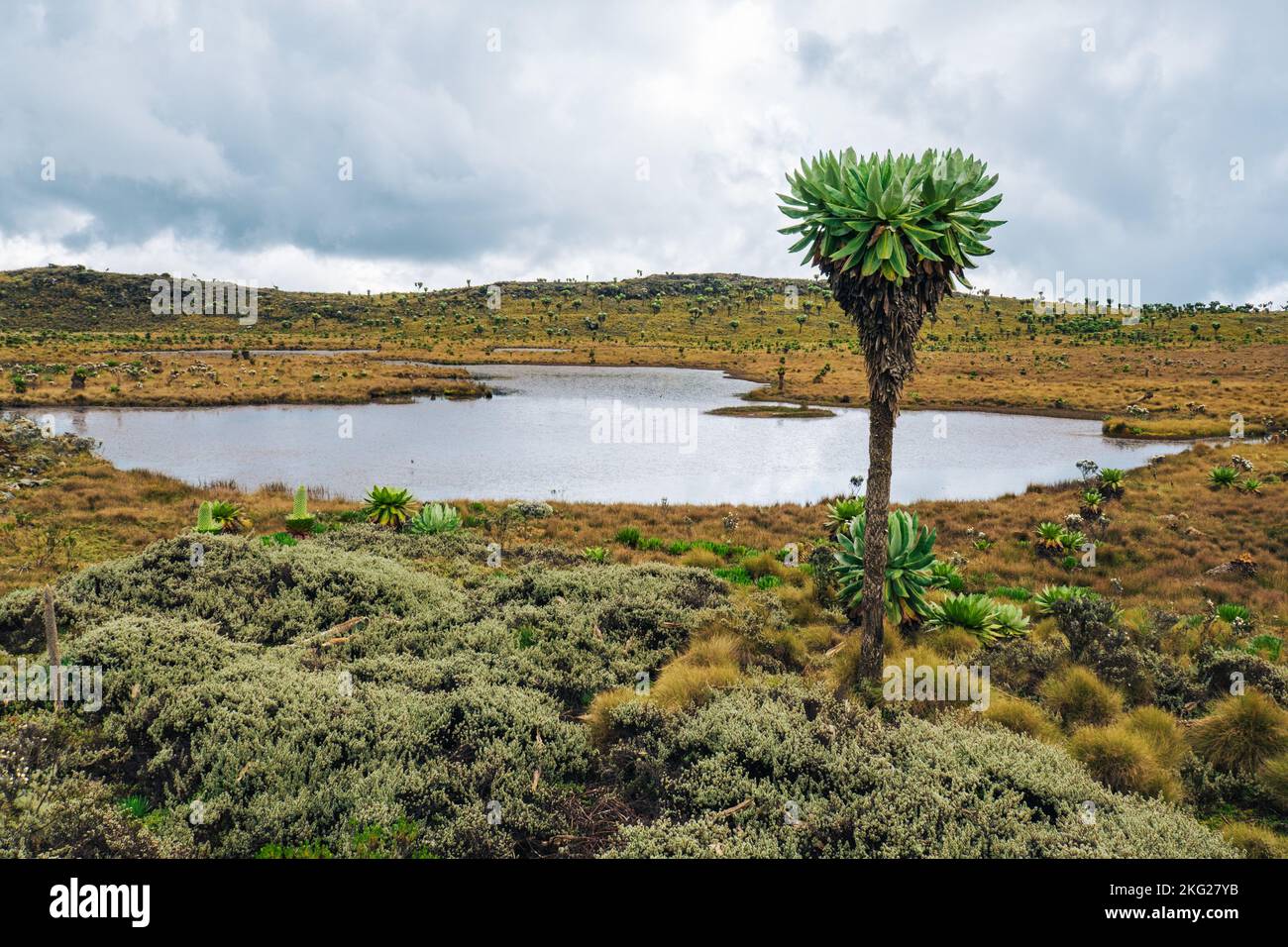 Scenic view of a pond in the 7 ponds trail of Aberdare National Park ...