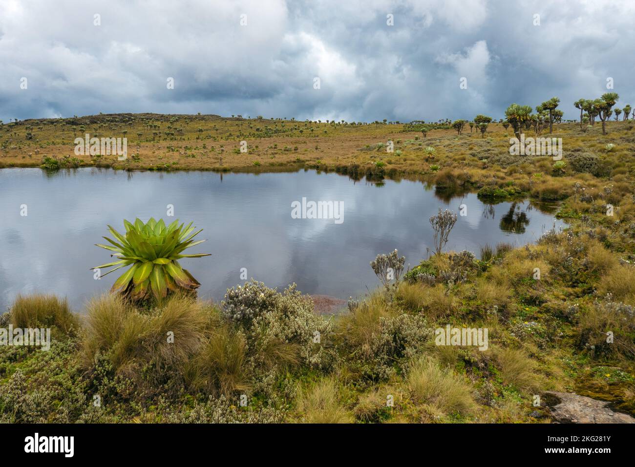 Scenic view of a pond in the 7 ponds trail of Aberdare National Park ...