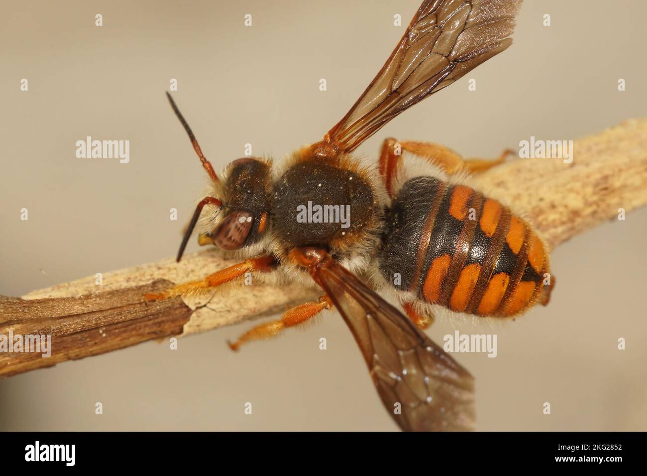 Detailed closeup on the red and colorful Spotted red-resin solitary bee ...