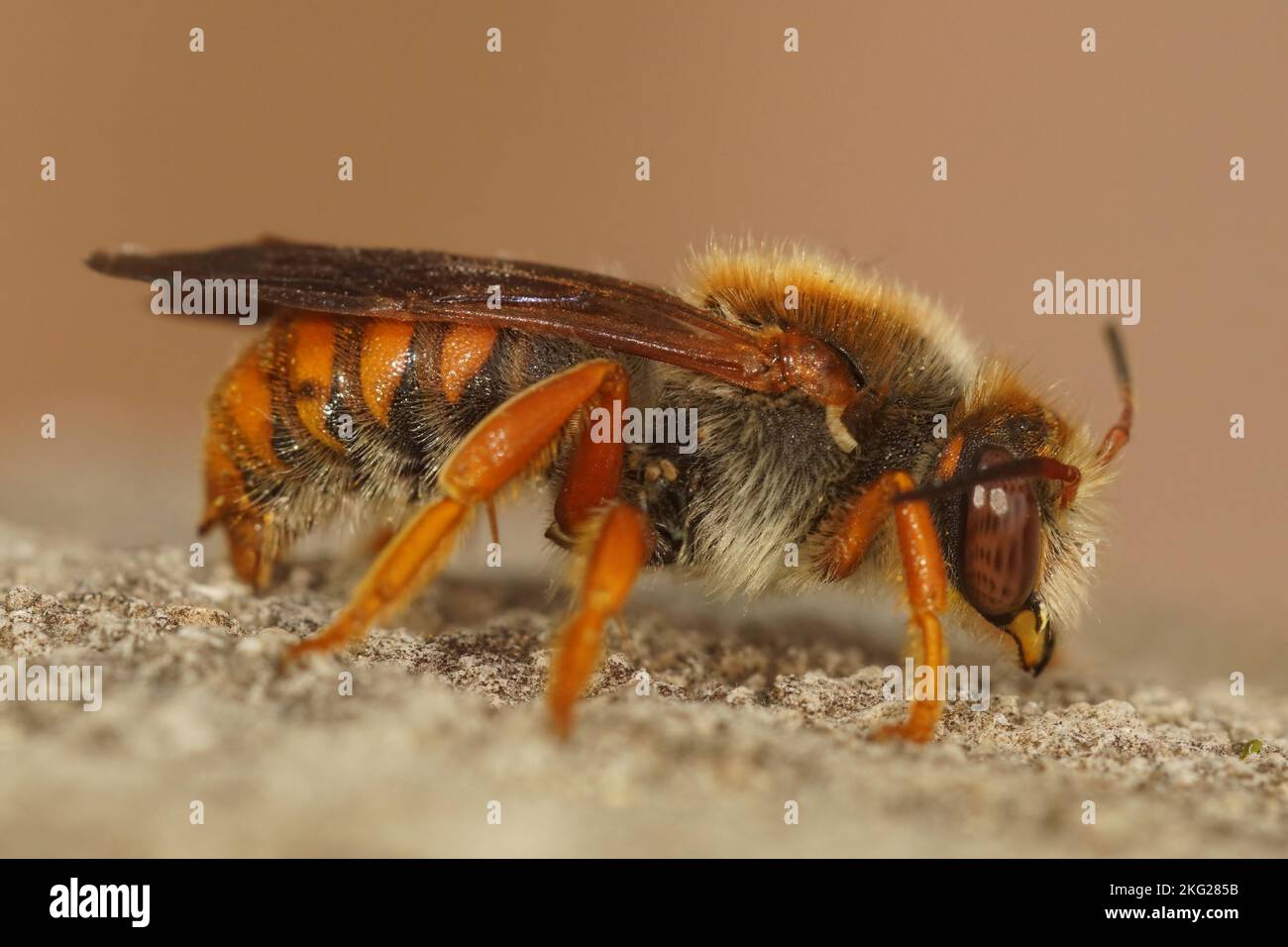 Red solitary bee rhodanthidium sticticum hi-res stock photography and ...