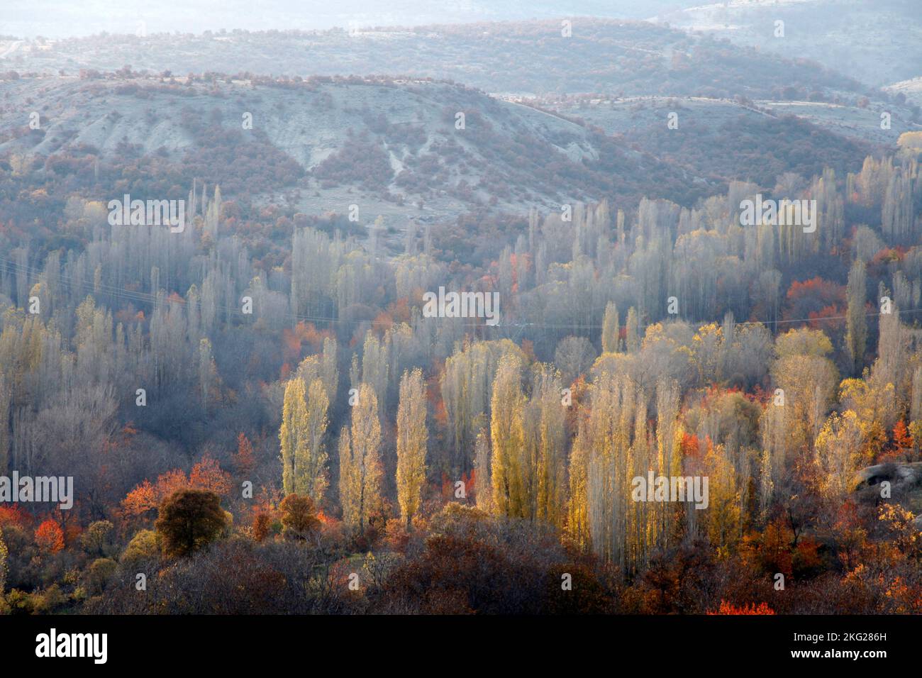 Nature in autumn. Color transitions of leaves on the branches of trees ...