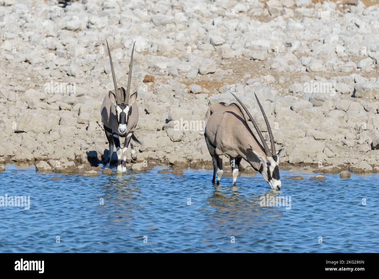Wild oryx antelope in the African savannah Stock Photo - Alamy