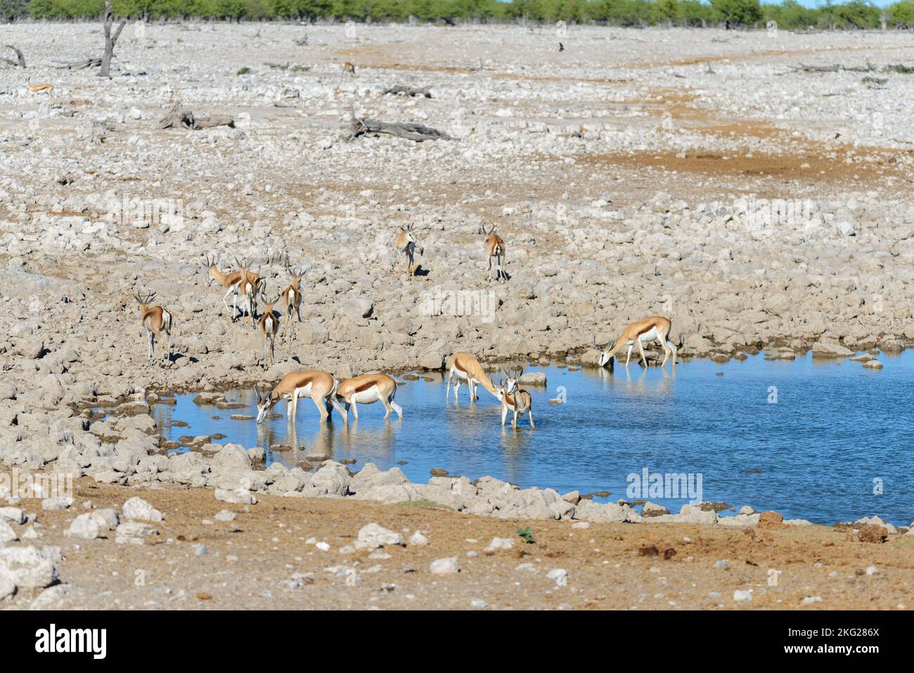 Wild springbok antelopes in the African savanna Stock Photo - Alamy