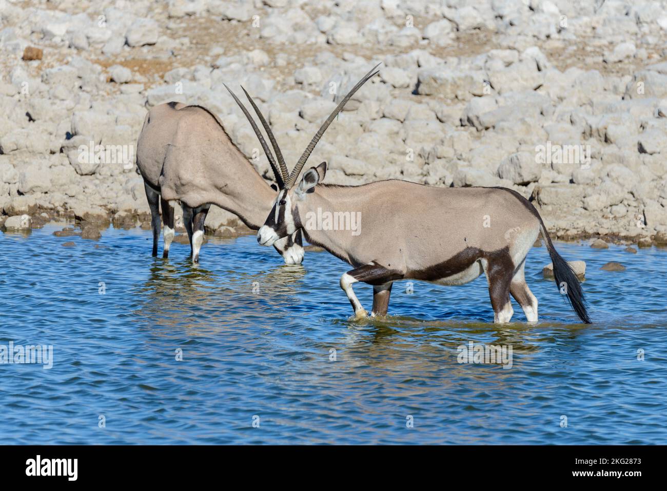 Wild oryx antelope in the African savannah Stock Photo - Alamy