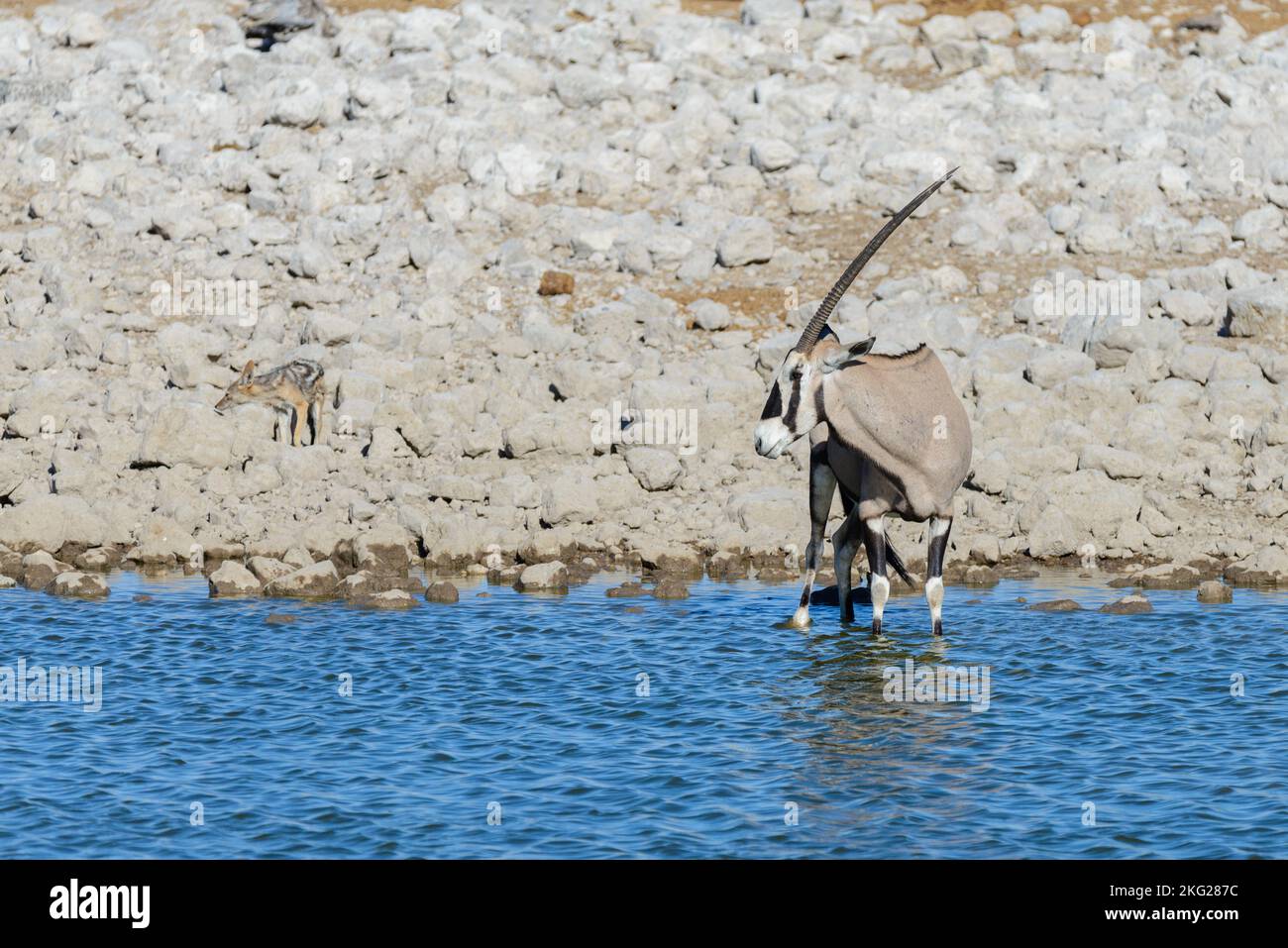 Wild oryx antelope in the African savannah Stock Photo - Alamy