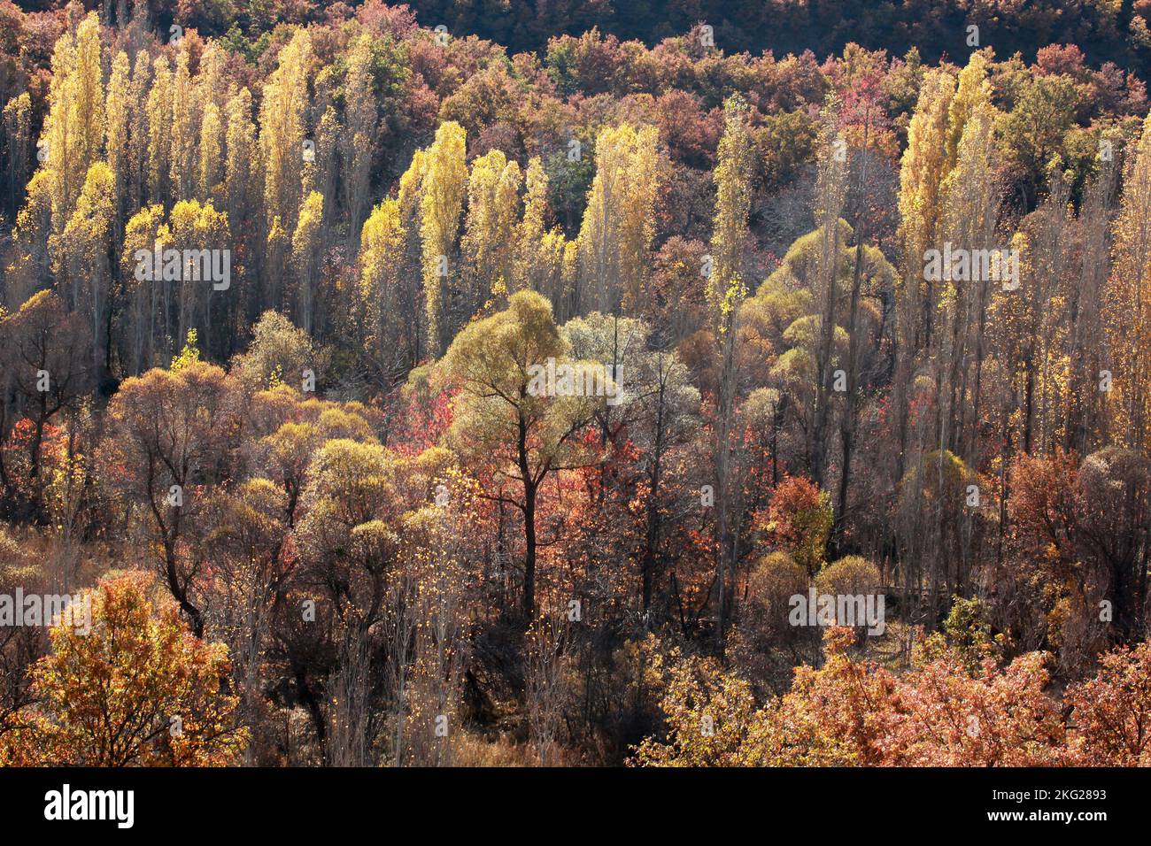 Nature in autumn. Color transitions of leaves on the branches of trees ...