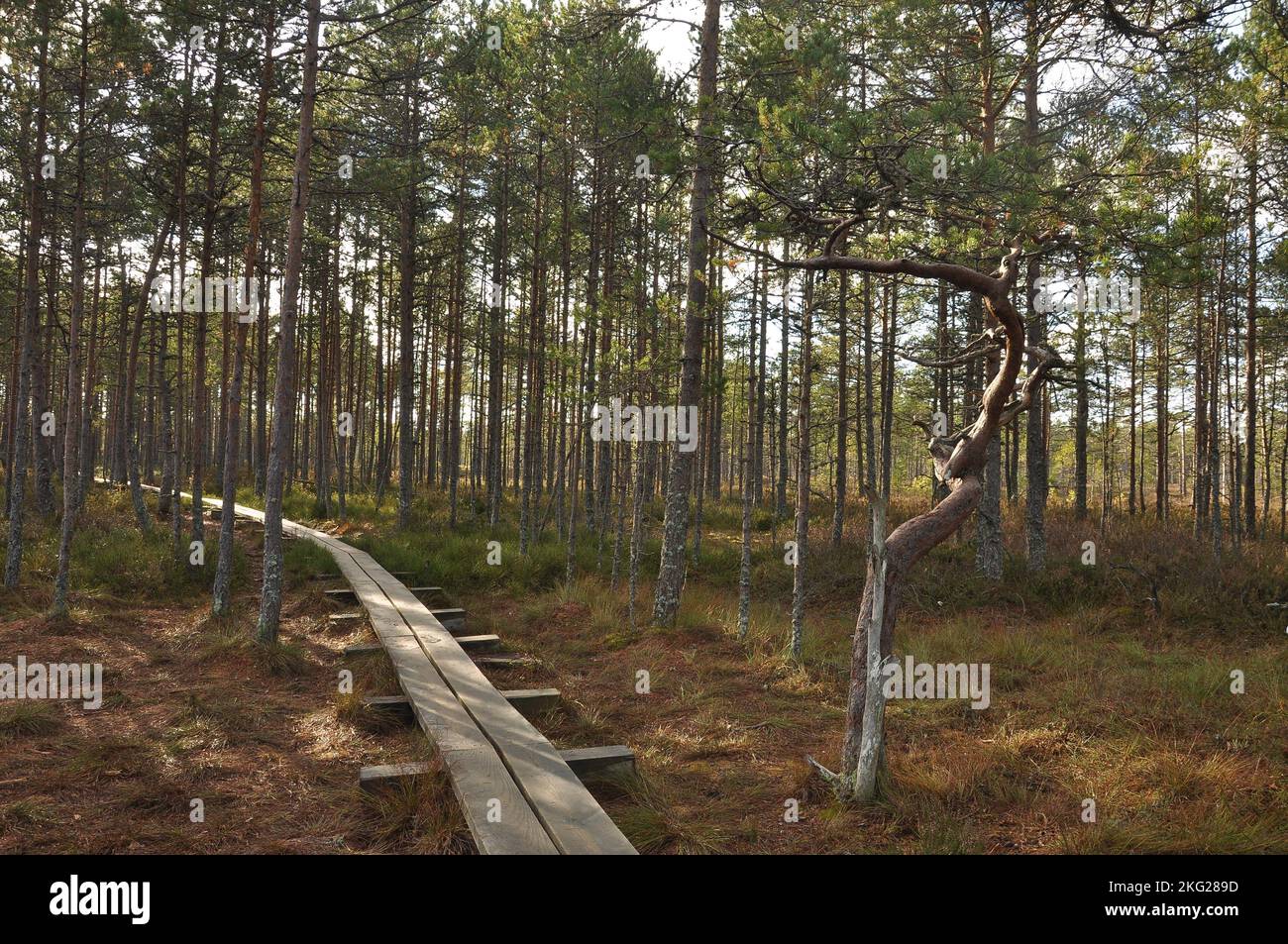 Natural park of Estonia, trees, way to go Stock Photo - Alamy