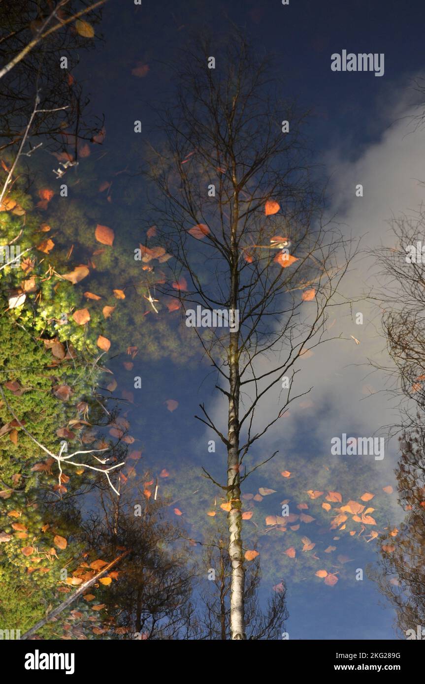 Natural park of Estonia, Reflection of tree Stock Photo - Alamy