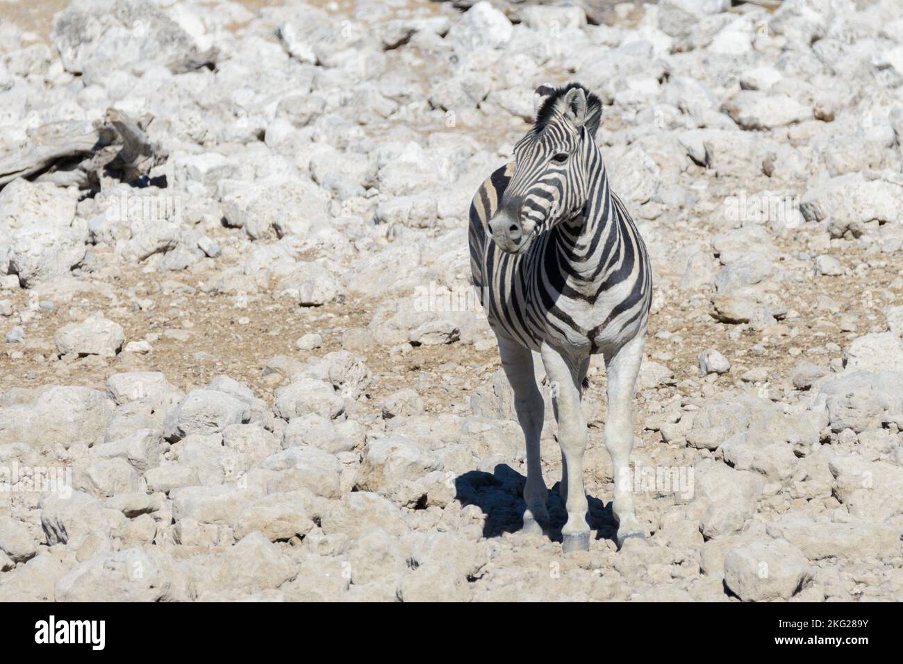 Wild zebras walking in the African savanna Stock Photo - Alamy