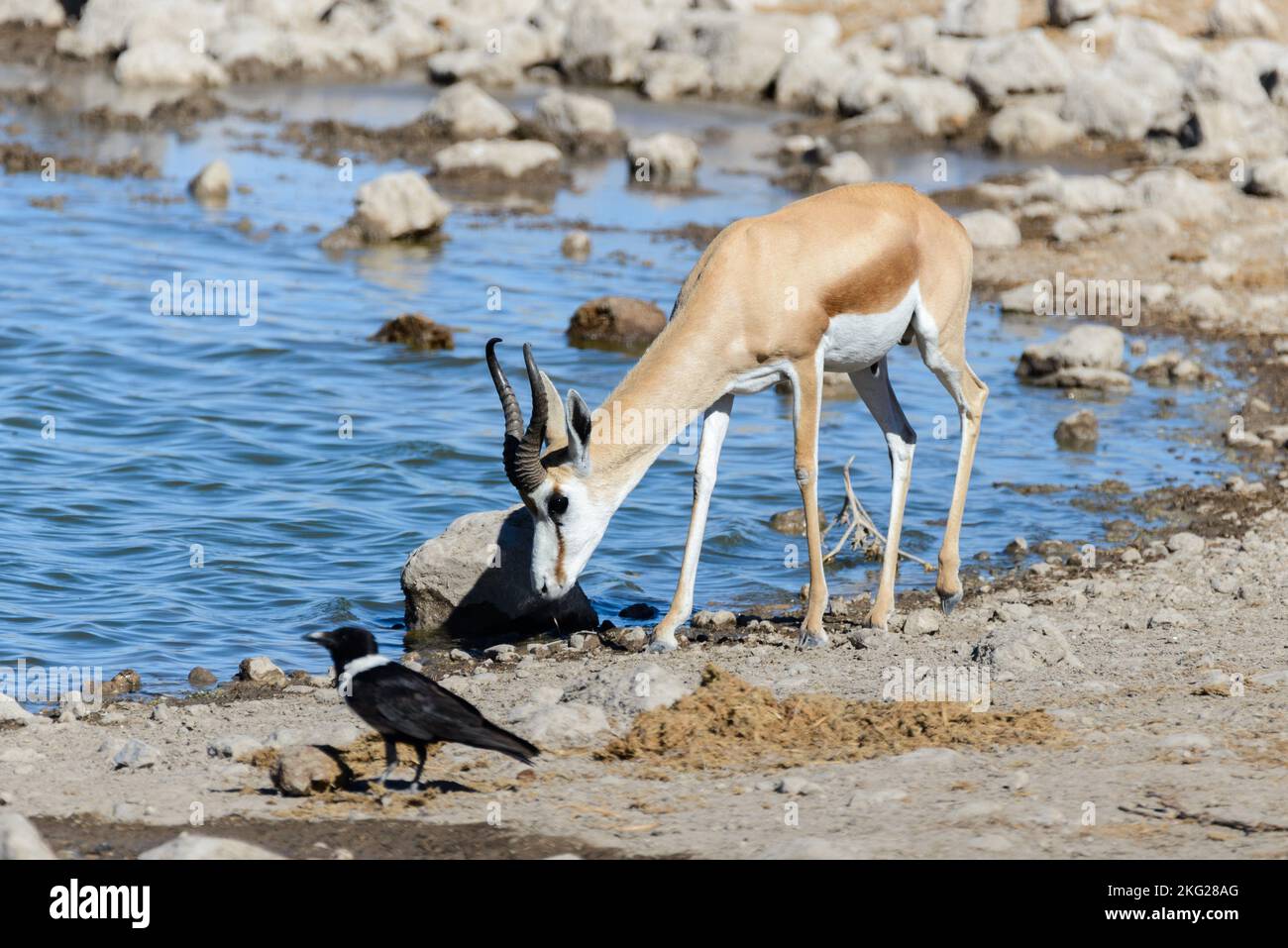 Wild springbok antelopes in the African savanna Stock Photo - Alamy