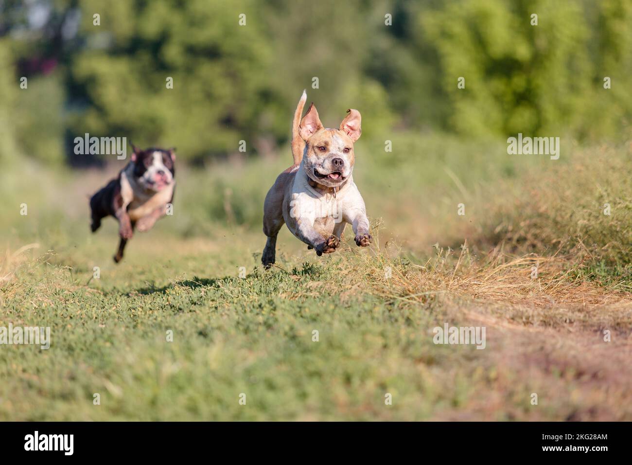 Dog running. Staffordshire Terrier dog breed. Dog run on the grass in ...