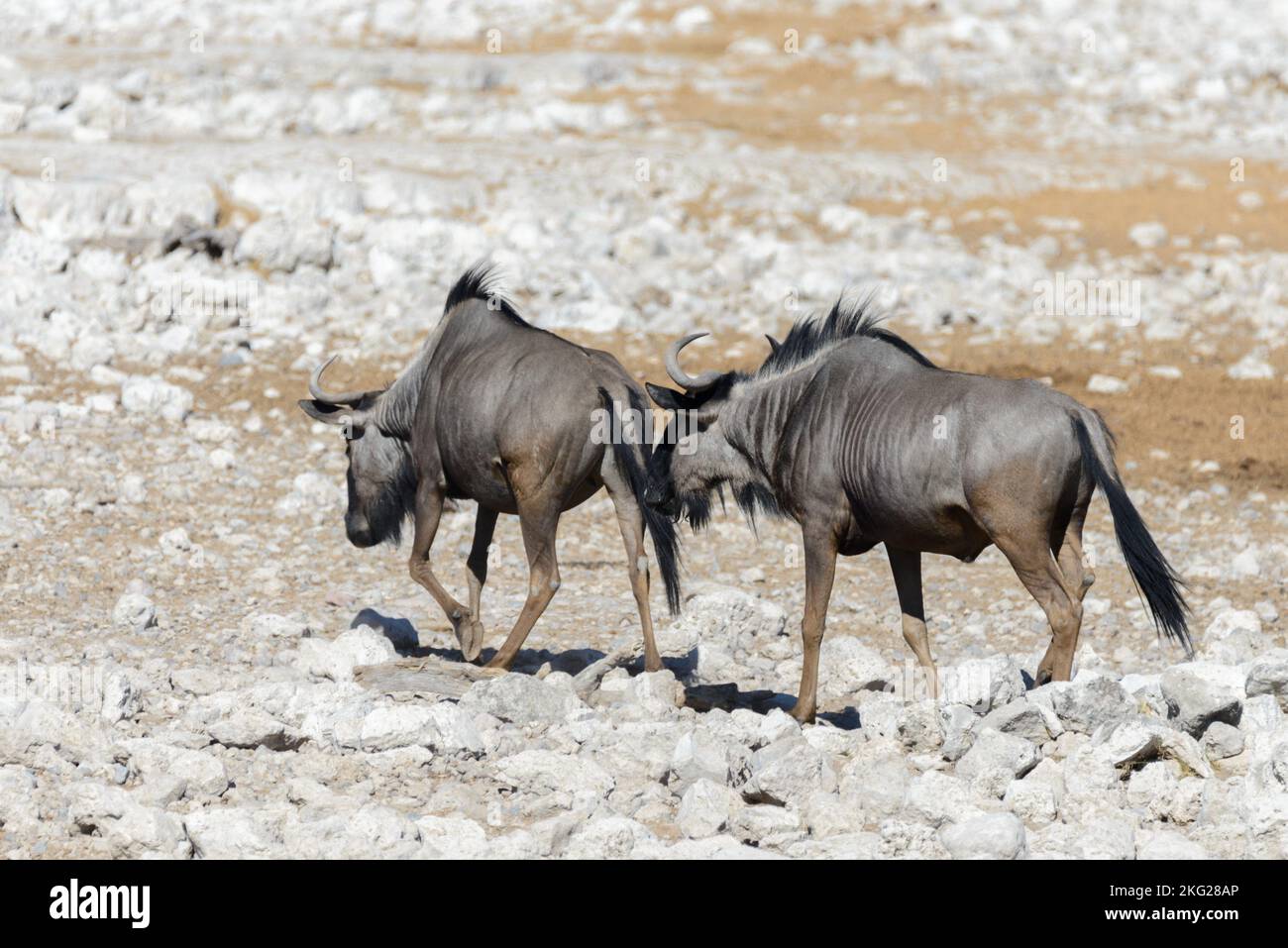 Wild gnu antelope in in African national park Stock Photo - Alamy