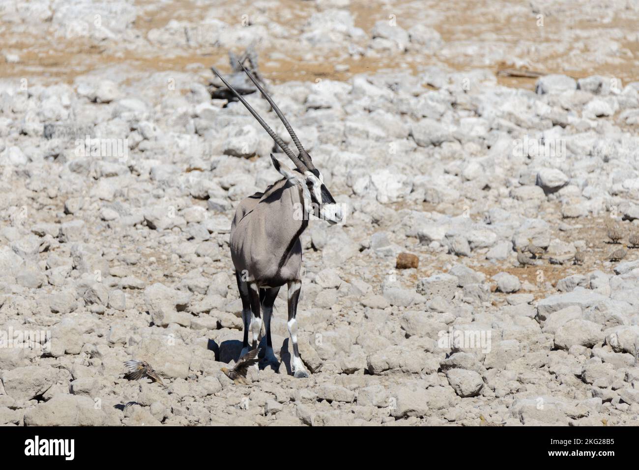 Wild oryx antelope in the African savannah Stock Photo - Alamy