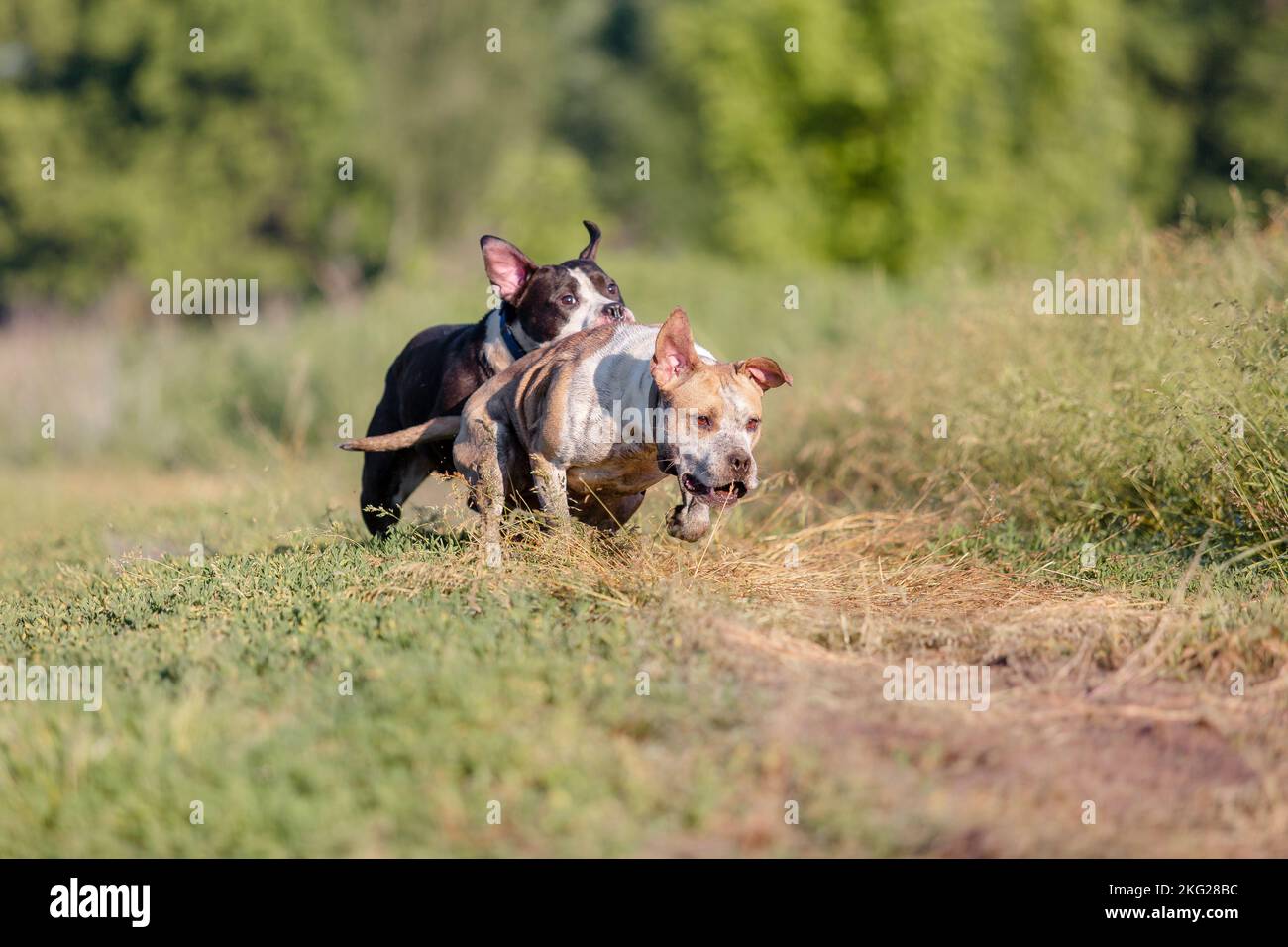 Dog running. Staffordshire Terrier dog breed. Dog run on the grass in ...