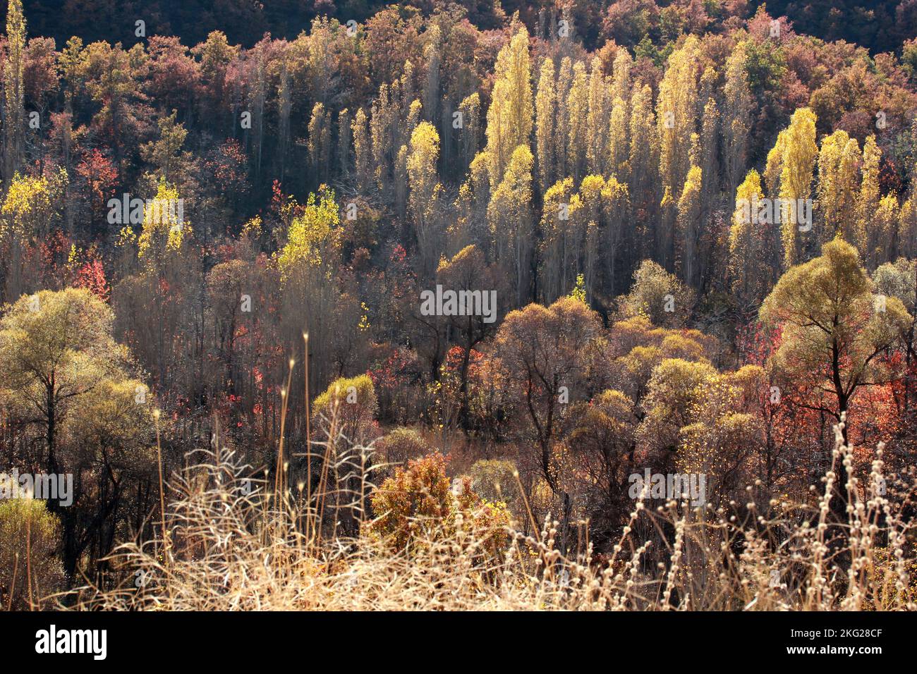 Nature in autumn. Color transitions of leaves on the branches of trees ...