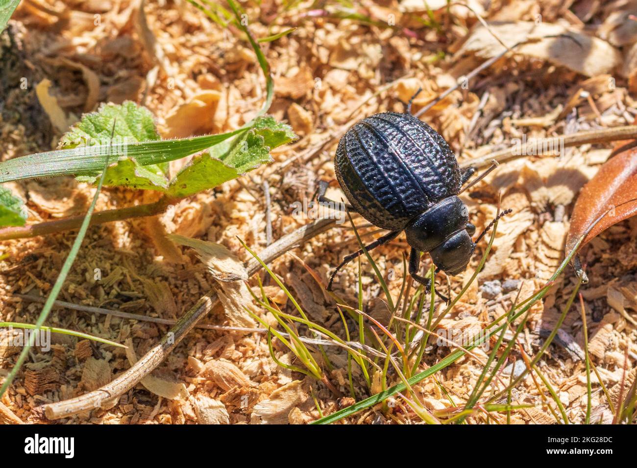 Cucujiform beetles hi-res stock photography and images - Alamy