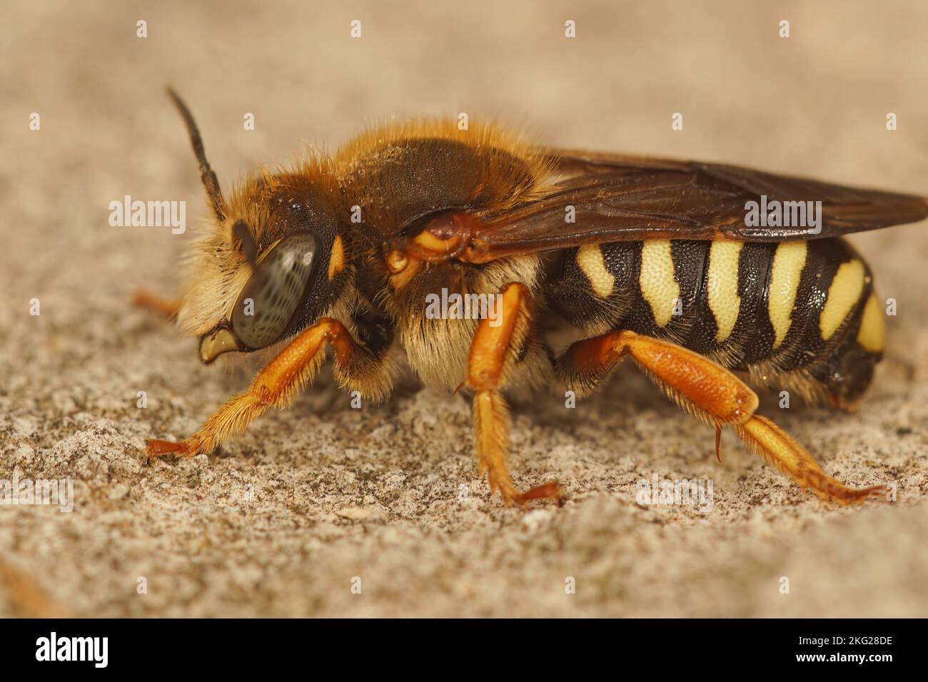 Detailed closeup on the colorful solitary bee, the seven-toothed-red ...