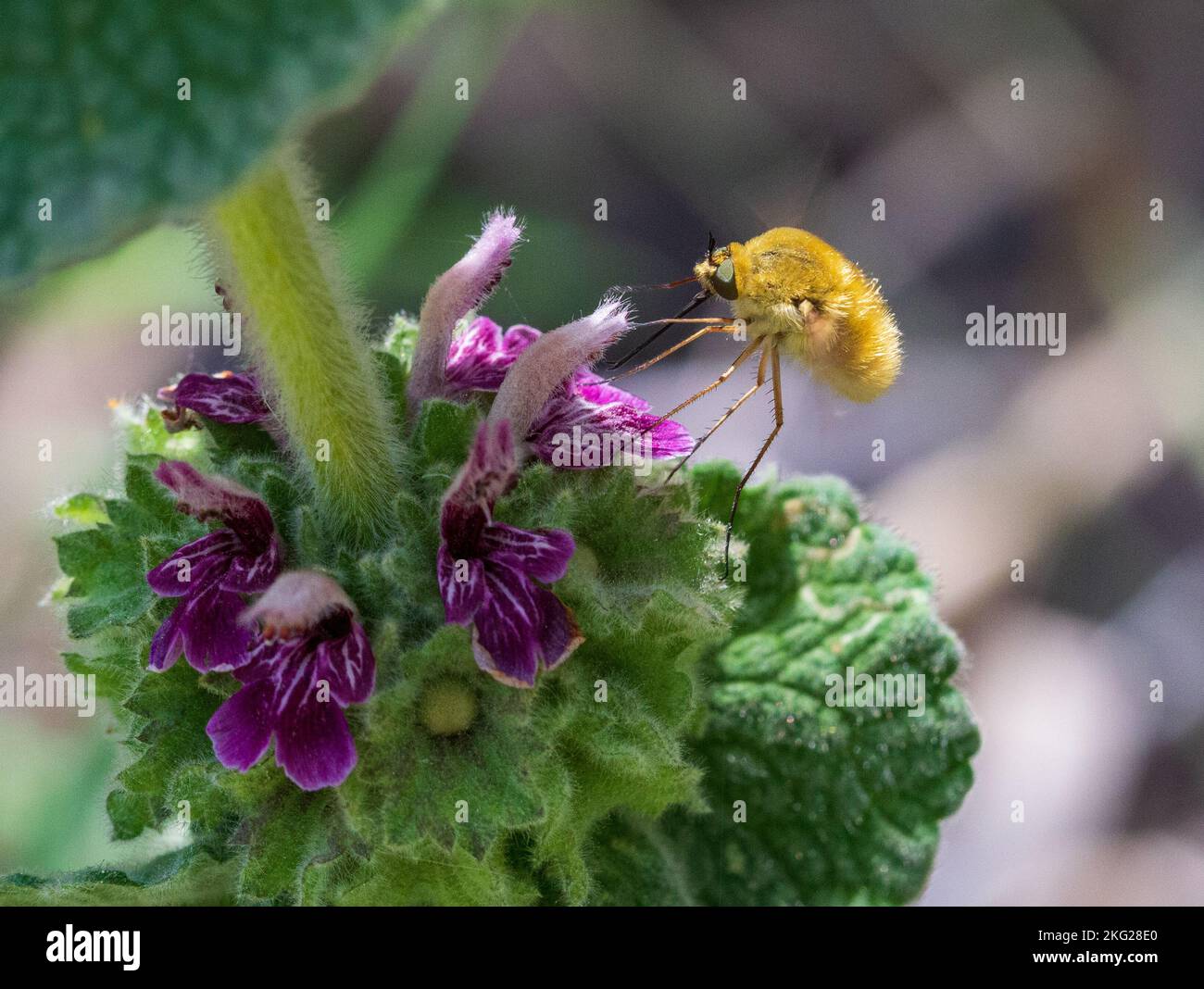 Systoechus, Woolly Bee Fly Stock Photo - Alamy