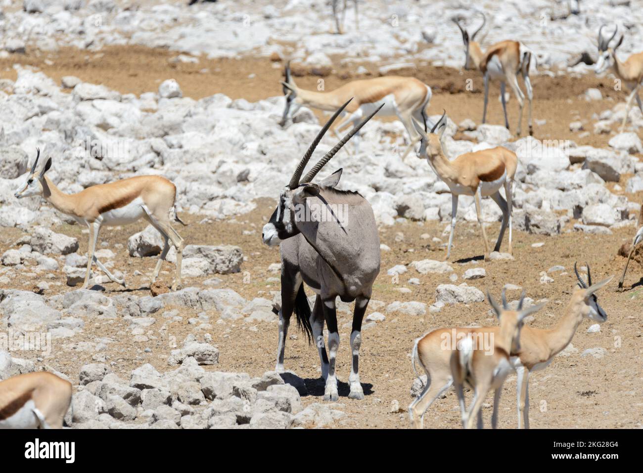 Wild oryx antelope in the African savannah Stock Photo - Alamy
