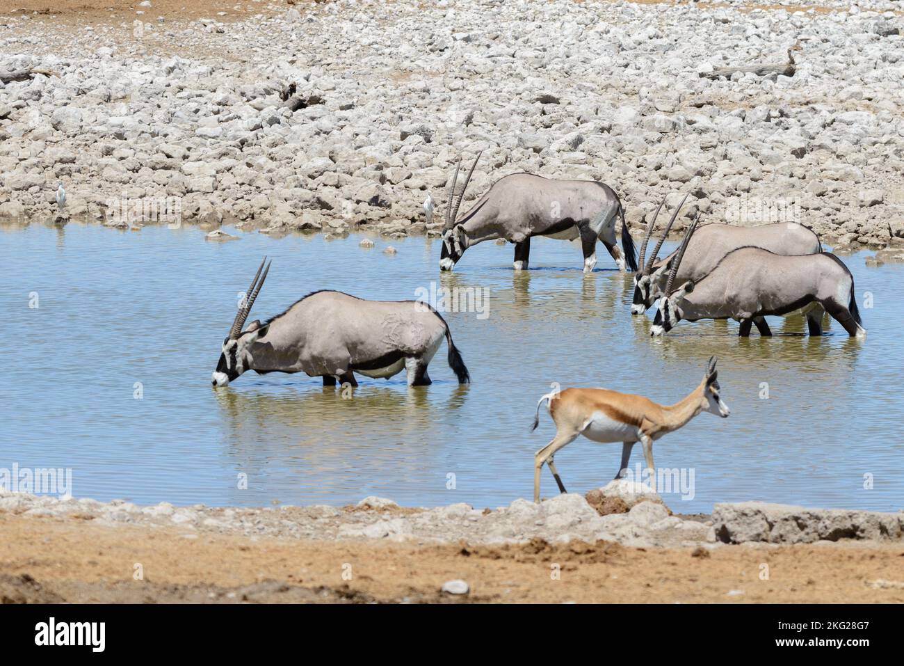 Wild oryx antelope in the African savannah Stock Photo - Alamy