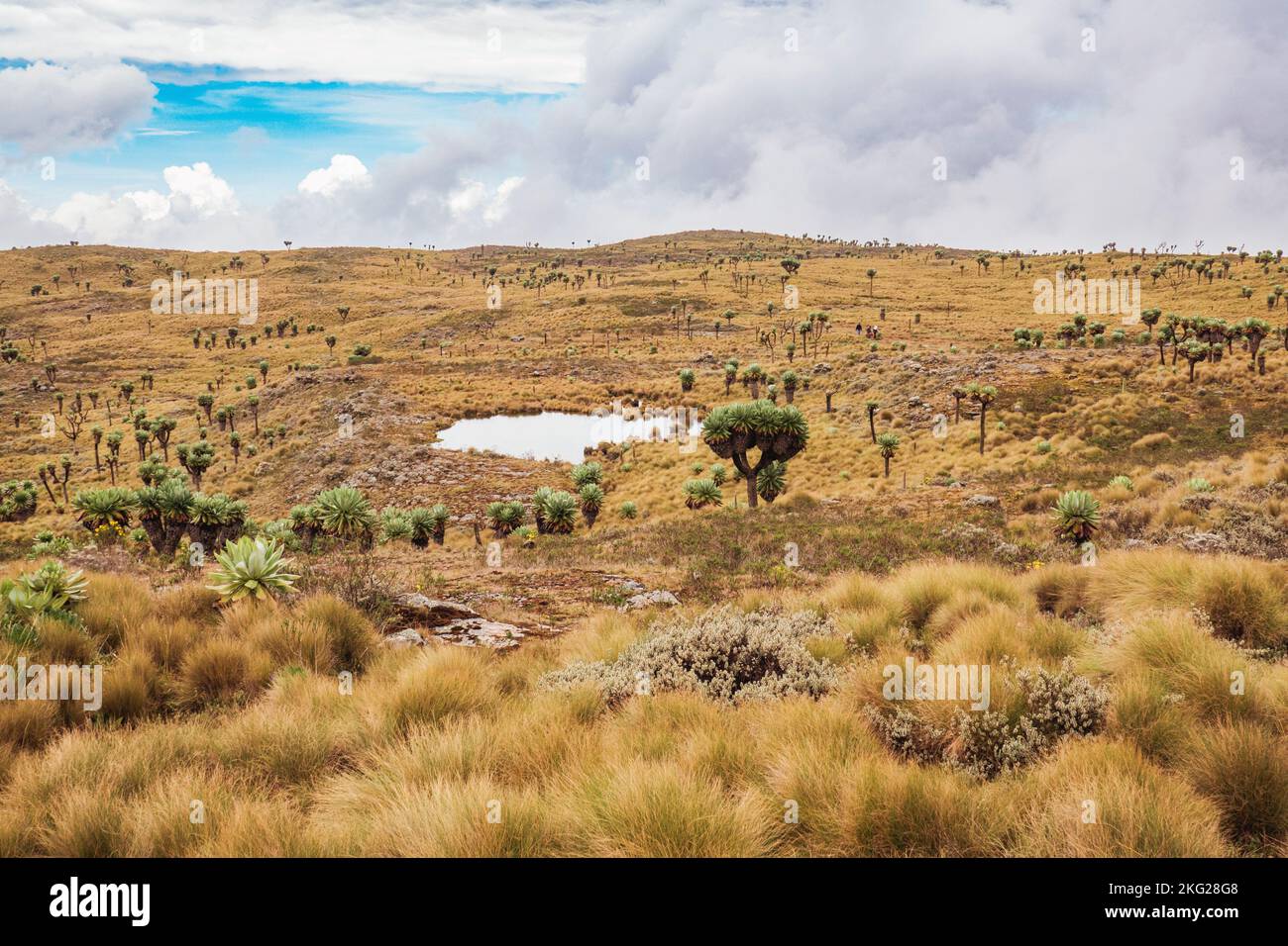 Scenic view of a pond in the 7 ponds trail of Aberdare National Park ...