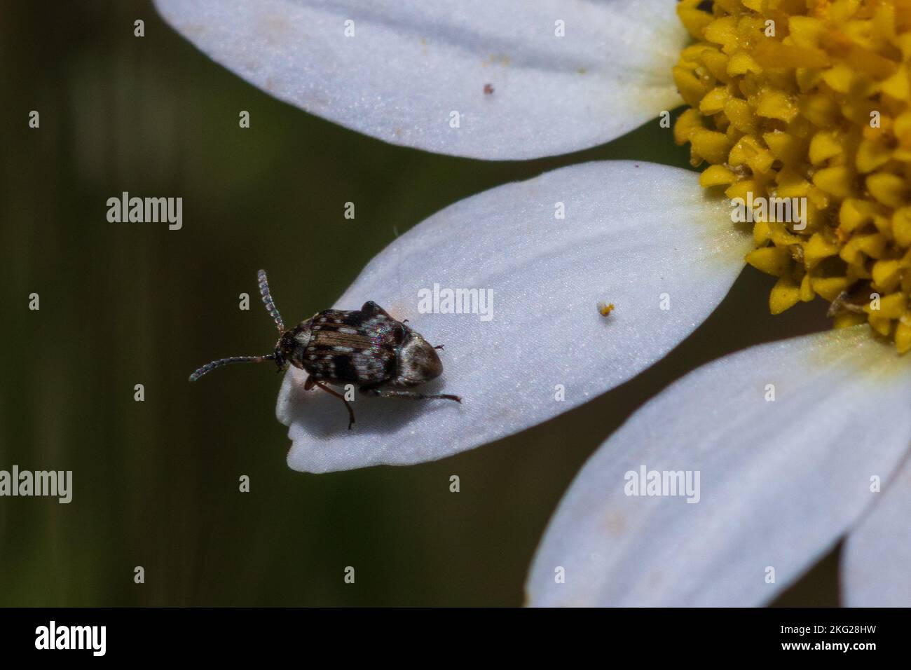 Bruchidius bimaculatus, Pea Beetle Stock Photo - Alamy