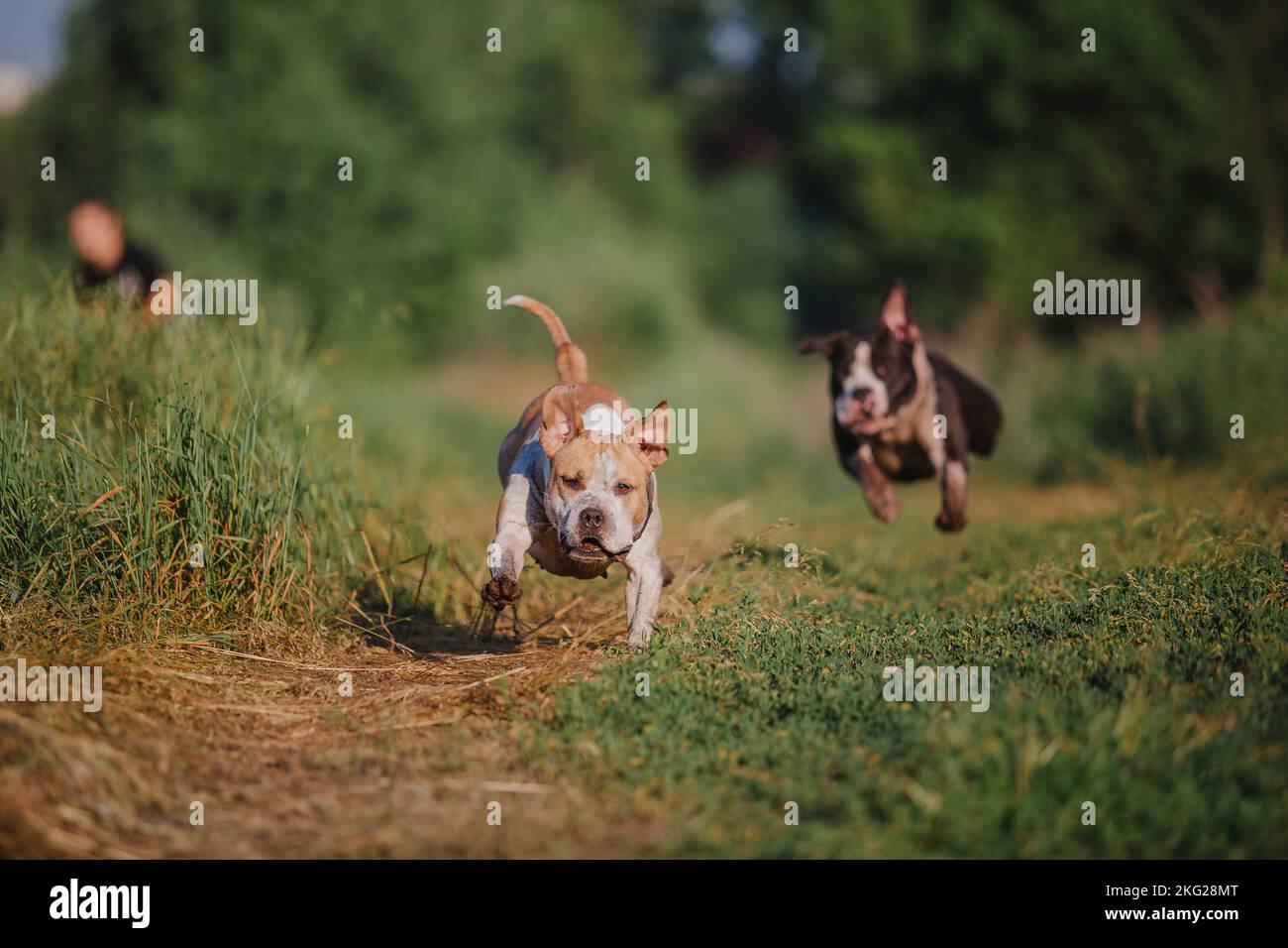 Running staffordshire terrier hi-res stock photography and images - Alamy
