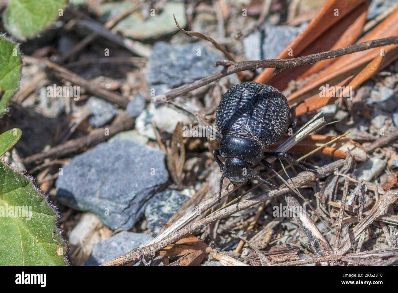 Pimelia Genus, Darkling Beetles Stock Photo - Alamy