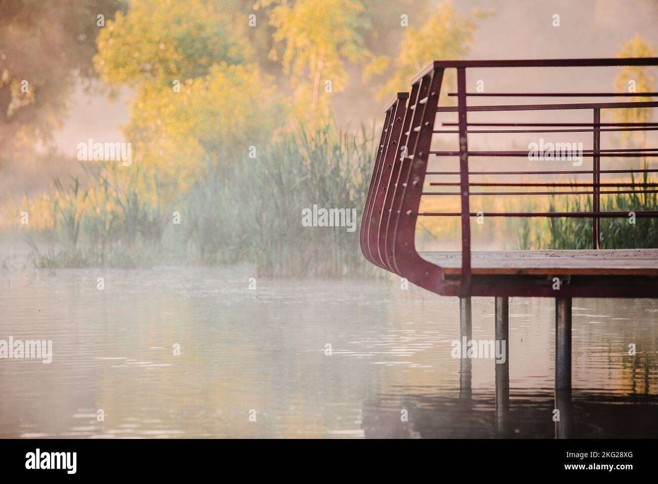 Dog running. Staffordshire Terrier dog breed. Dog run on the grass in ...