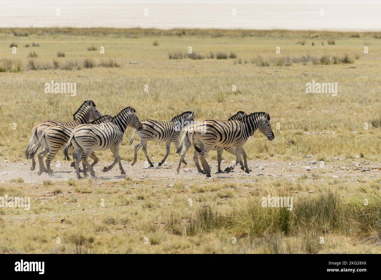 Wild zebras herd running in the African savanna Stock Photo - Alamy