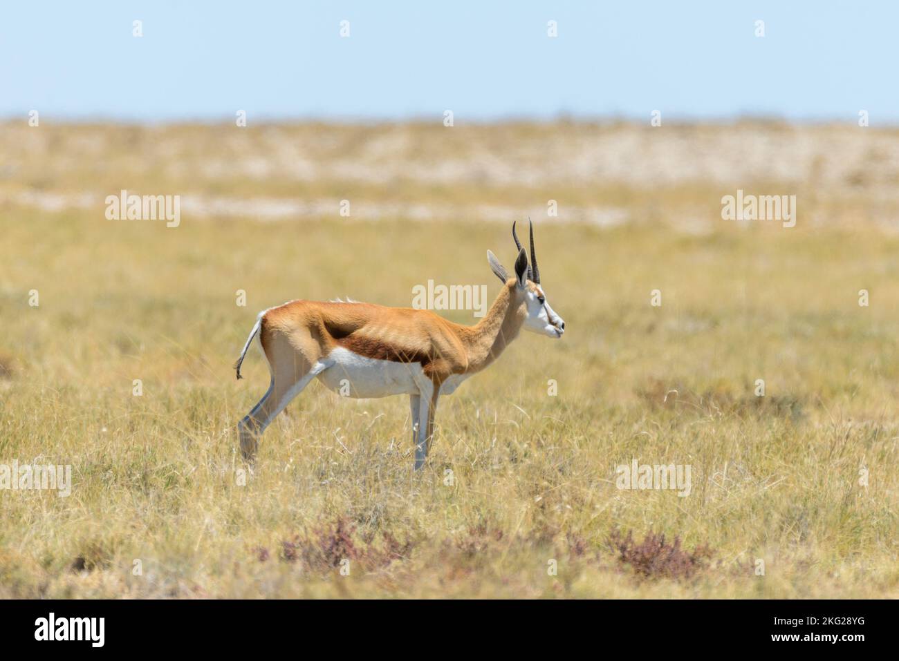 Wild springbok antelope in the African savanna Stock Photo - Alamy