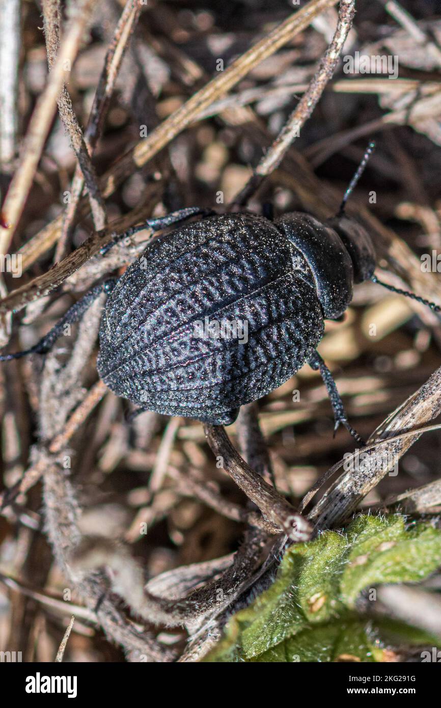 Pimelia Genus, Darkling Beetles Stock Photo - Alamy