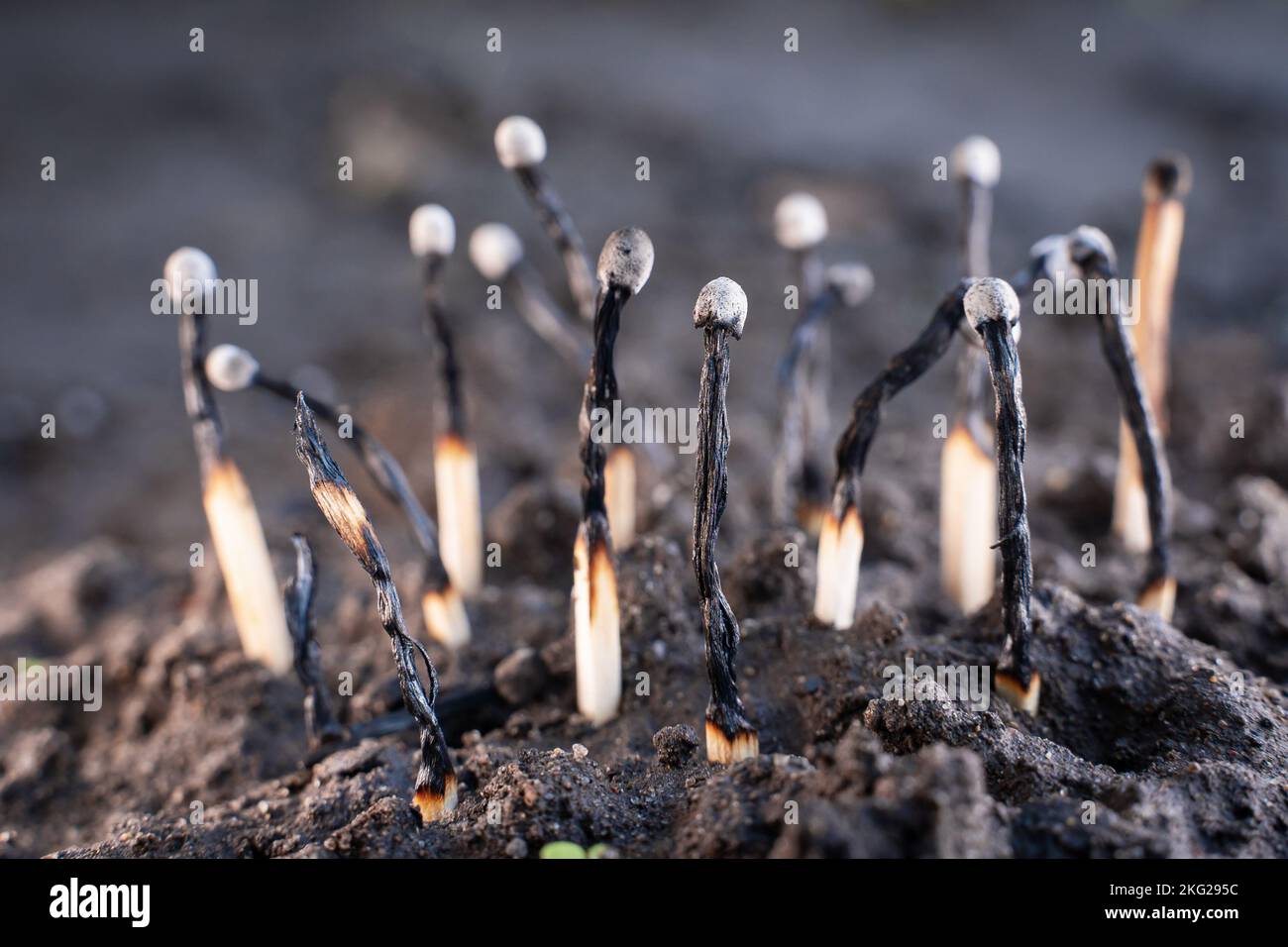 Used household wooden matches sticking out of the soil close-up on a ...
