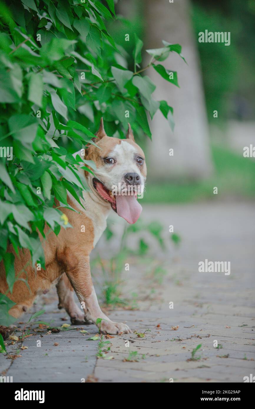 Dog running. Staffordshire Terrier dog breed. Dog run on the grass in ...