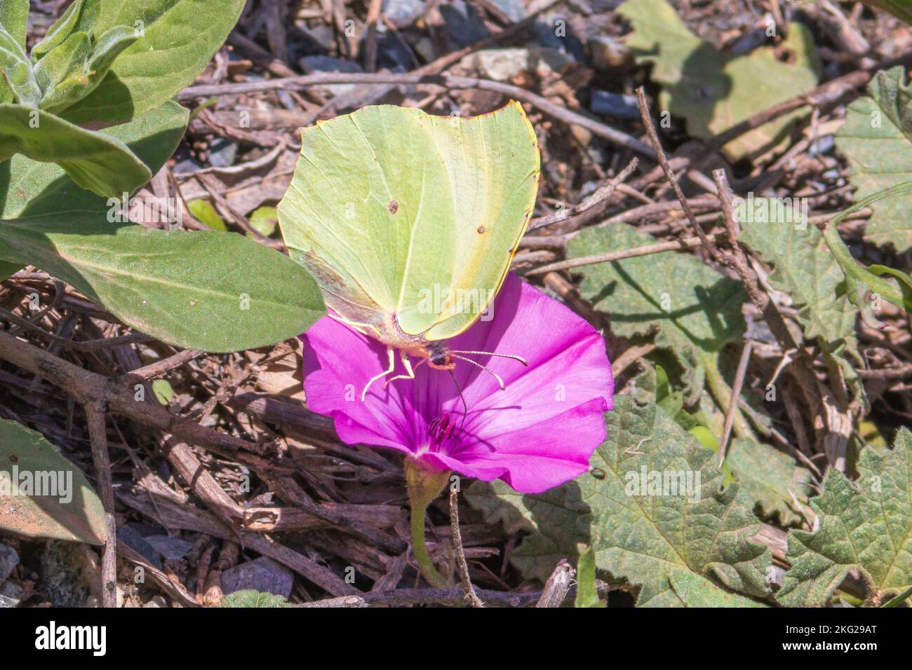 Gonepteryx cleopatra, Cleopatra Butterfly Stock Photo - Alamy