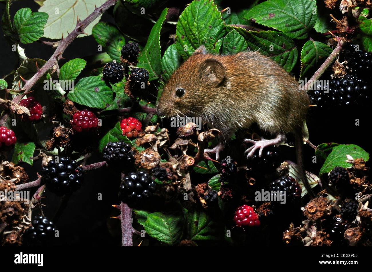 adult harvest mouse active during daylight hours Stock Photo - Alamy
